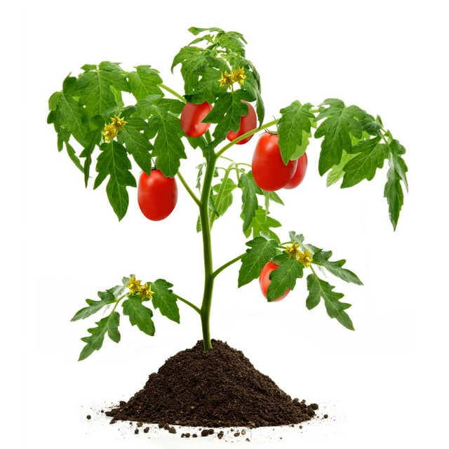 Bonsai Tomato Seeds for Planting | 100+ Seeds | Grow Your Own Food ...
