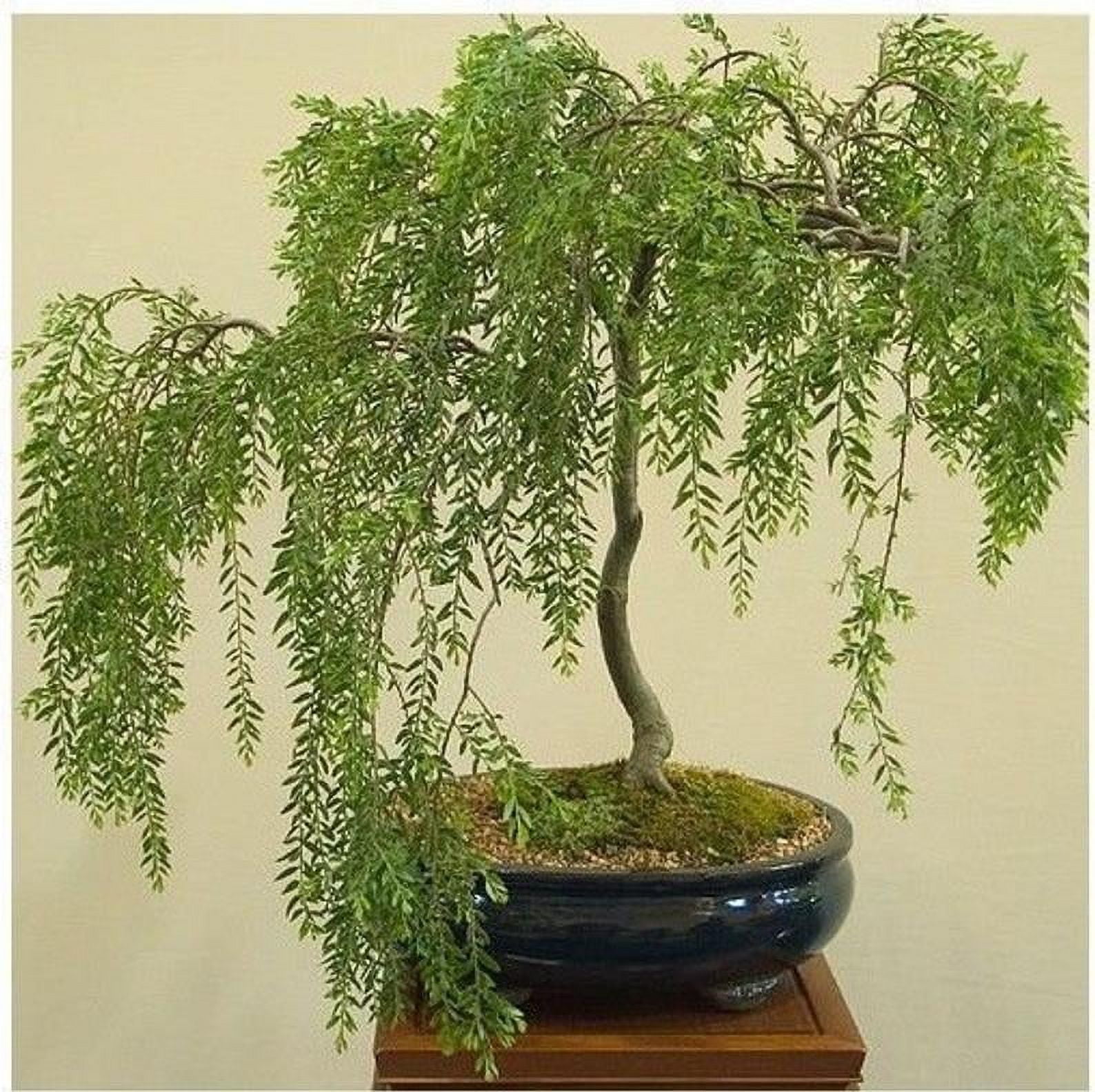 Live Large Indoor Australian Willow Bonsai Tree - Fast Growing with ...