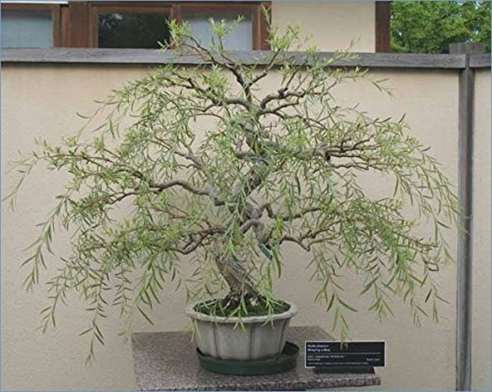 Dwarf Green Weeping Willow Bonsai Tree - Indoor Thick Trunk Cutting ...