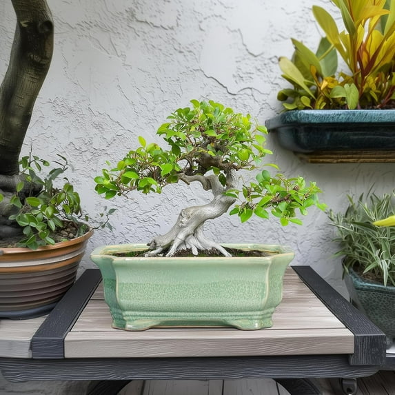 Bonsai Tree Pot 11.6 Inch - Ceramic Succulent Pots, Bonsai Planter for ...
