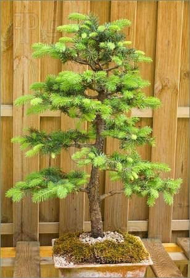 Bonsai Tree Seeds, Noble Fir | 20+ Seeds | Highly Prized for Bonsai ...