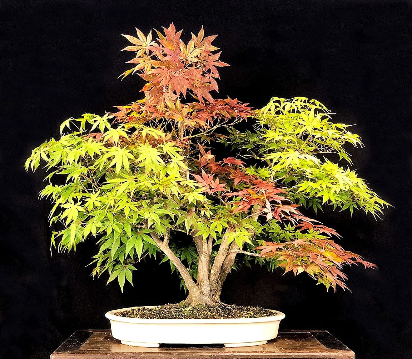 Bonsai Tree Seeds, Trident Maple | 20+ Seeds | Highly Prized for Bonsai ...