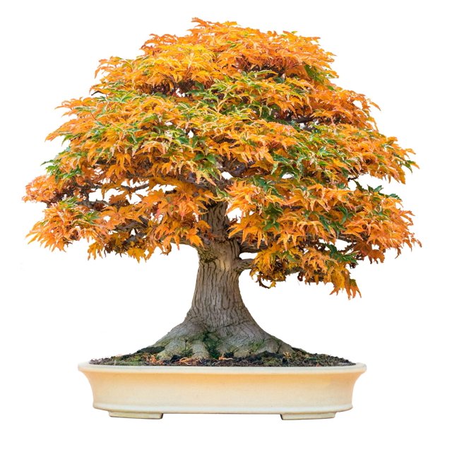 Bonsai Tree Seeds, Trident Maple | MTN1 20+ Seeds | Highly Prized for ...