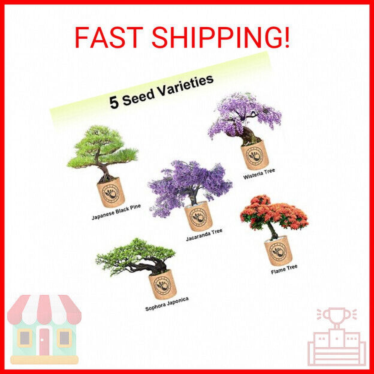 Bonsai Tree Kit Nifsel Bonsai Growing Kit Complete Starter Kit 5