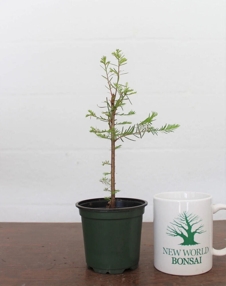 Bonsai tree, Bald Cypress, Taxodium distichum, Starter Tree, Live ...