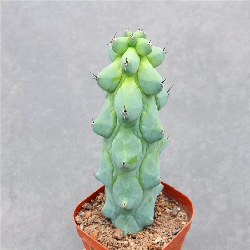 Boobie Cactus Live Plant 4-6 inches- Myrtillocactus Geometrizans ...