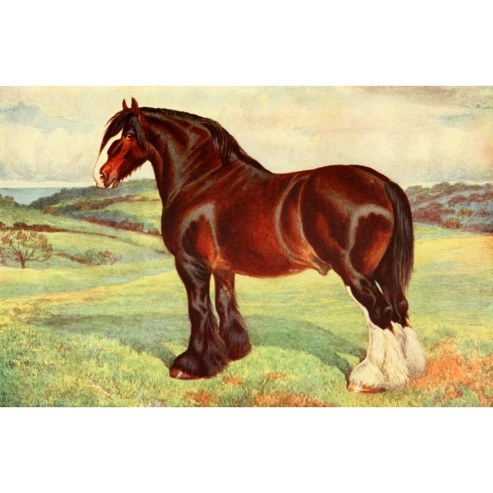 Book of the Horse 1911 Shire stallion Harold Poster Print by Frank ...