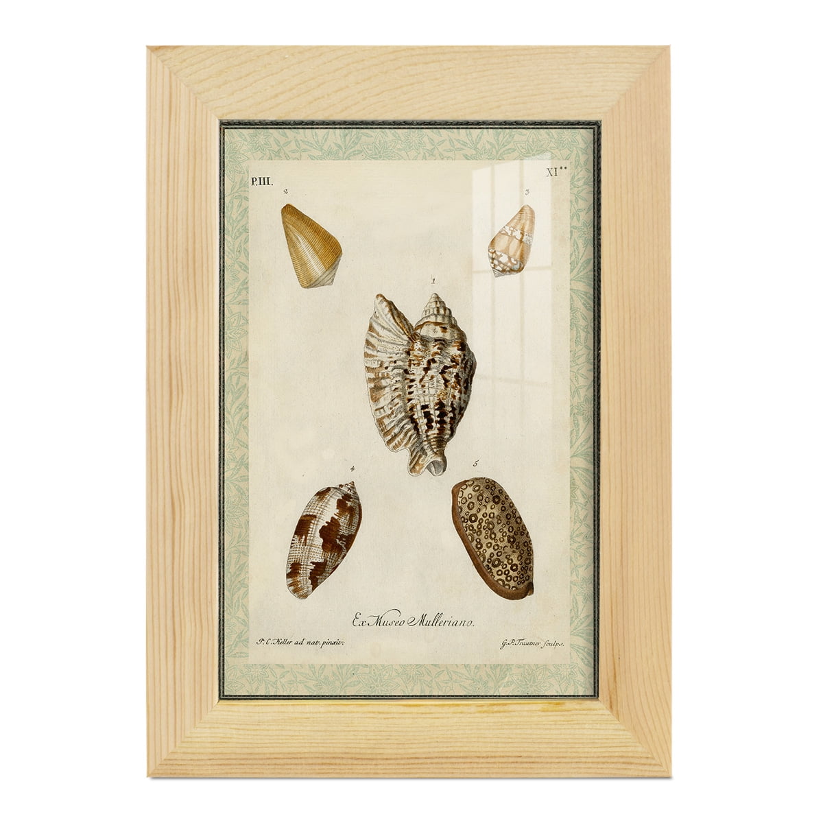 Bookplate Shells II - Framed Print w/glass - Natural Wood - Walmart.com