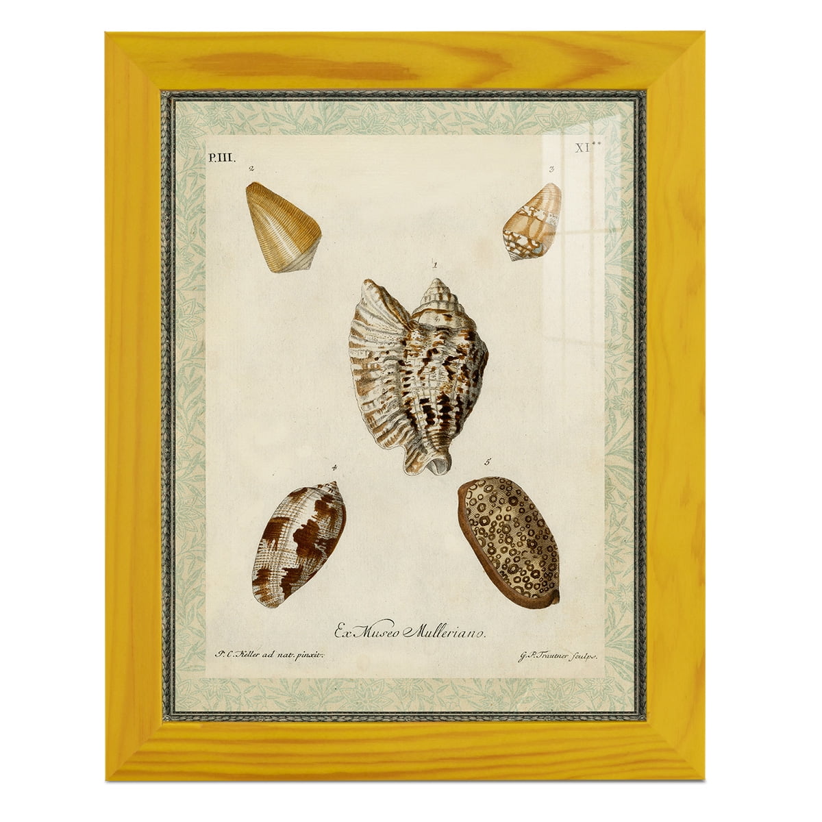 Bookplate Shells II - Framed Print w/glass - Sunflower Yellow - Walmart.com