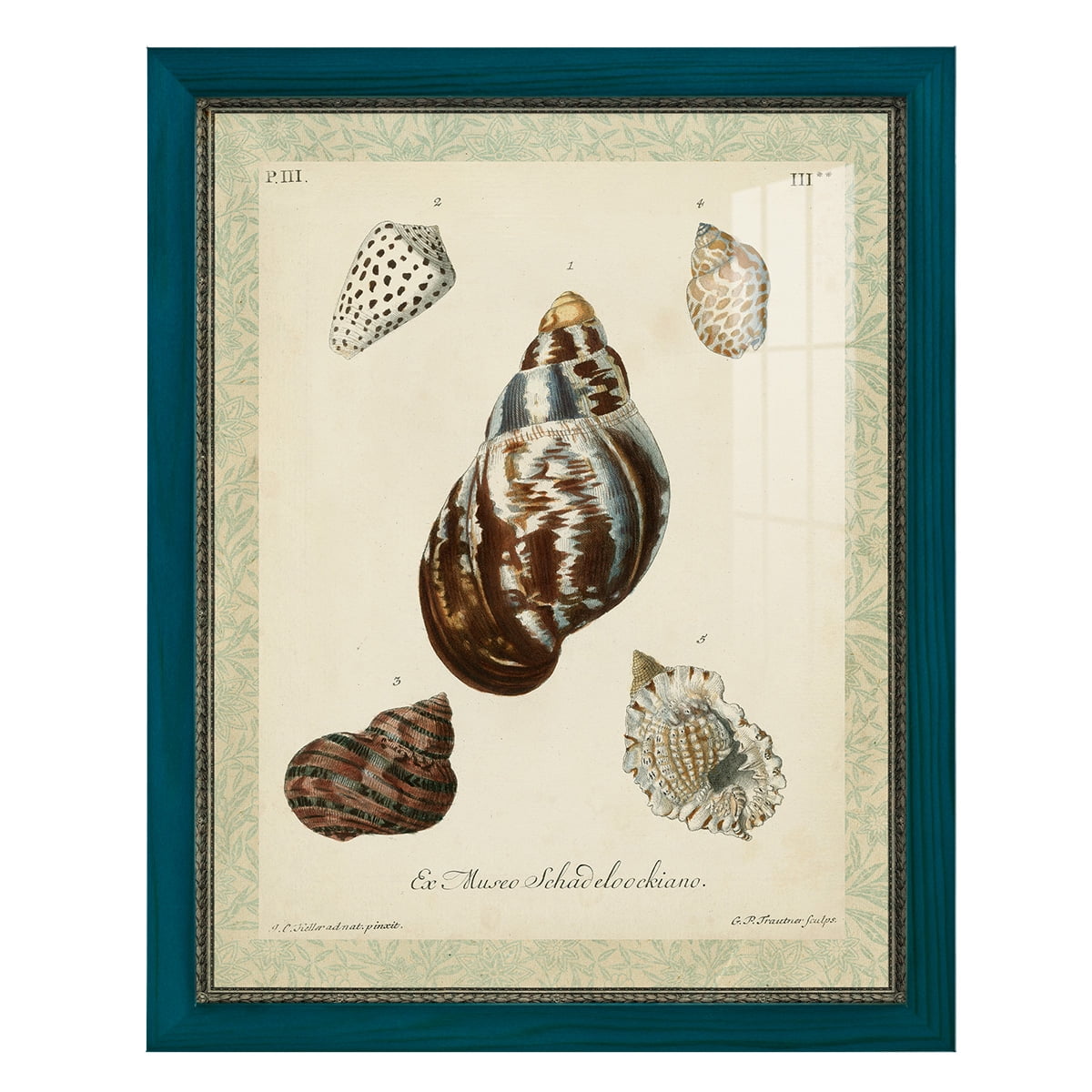 Bookplate Shells VII - Framed Print w/glass - Ocean Blue - Walmart.com