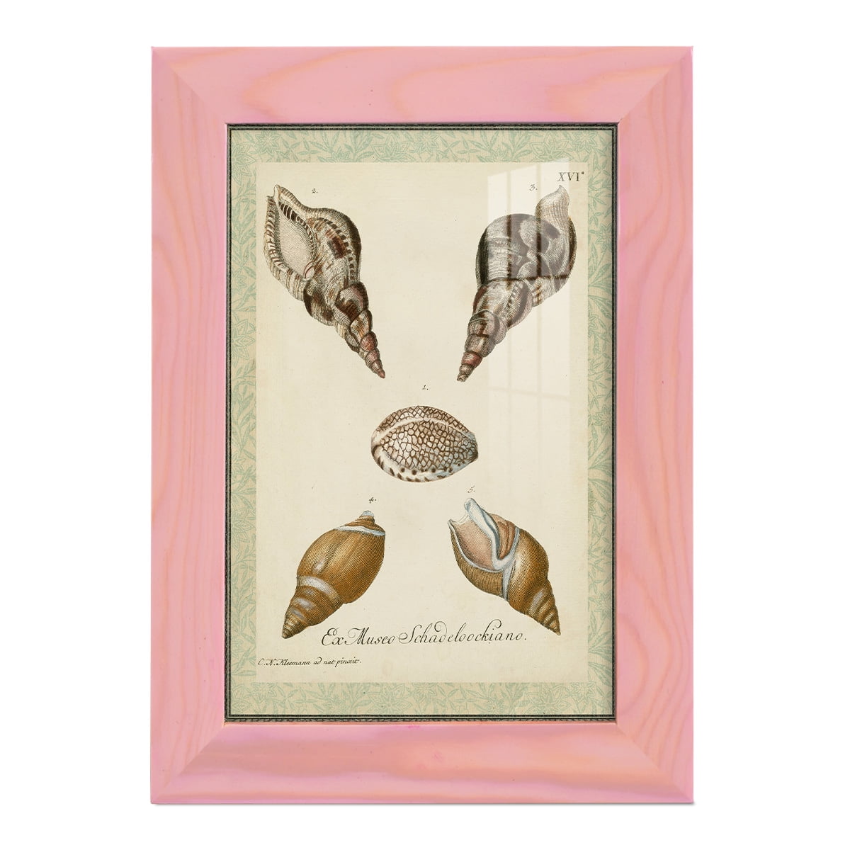 Bookplate Shells VIII - Framed Print w/glass - Sunset Pink - Walmart.com