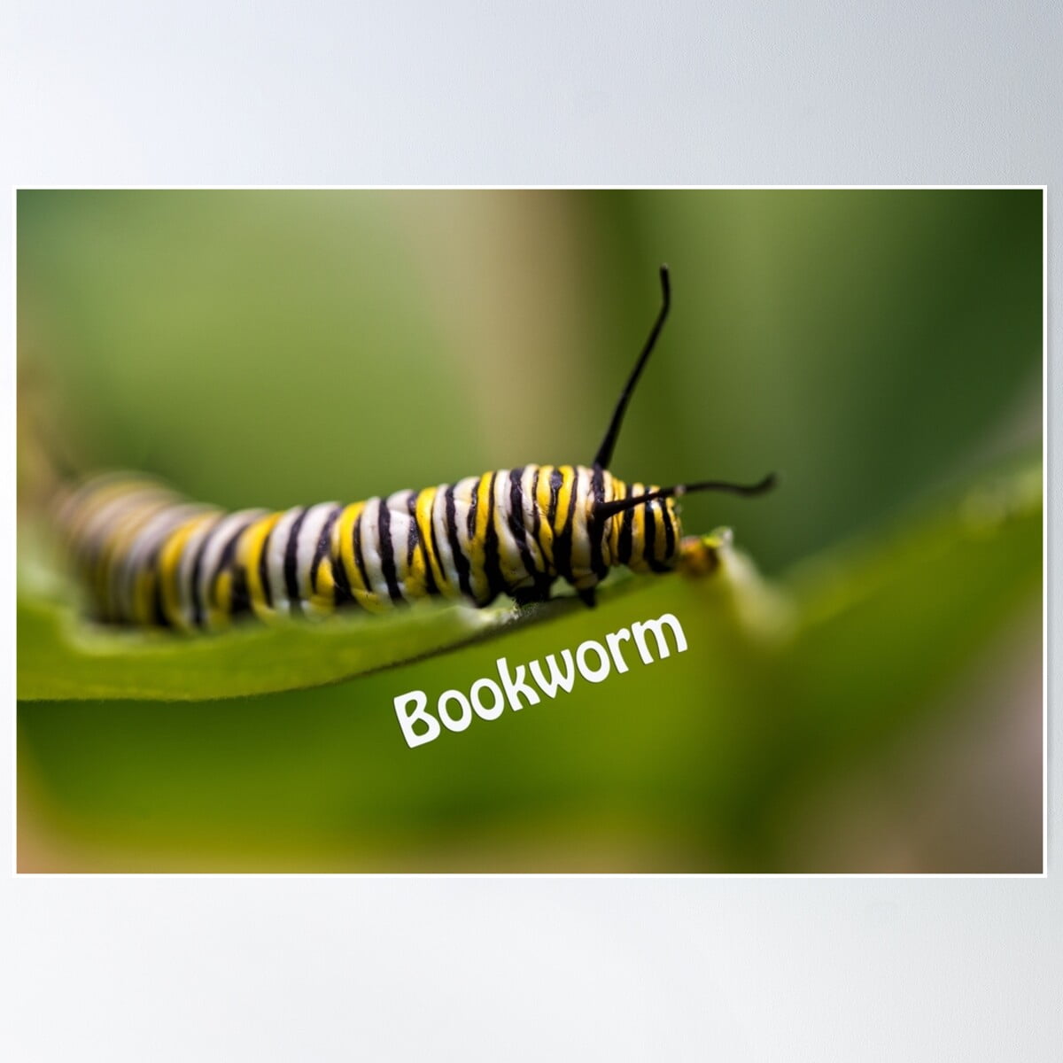 Bookworm - Monarch Caterpillar Larvae Poster Wall Art, Modern Wall ...