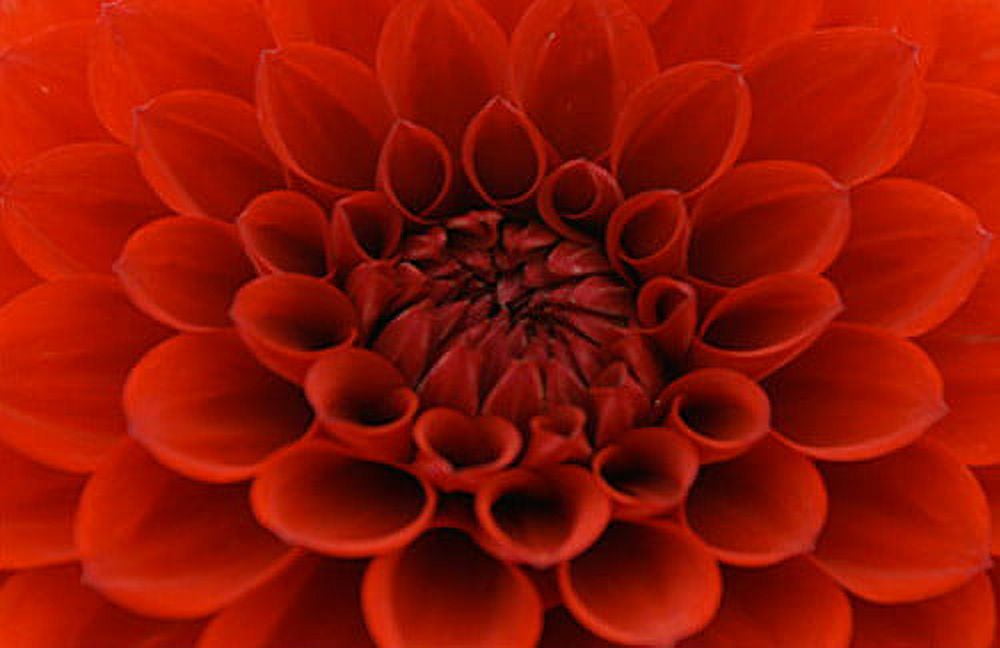 Boom Boom Red Giant Ball Dahlia - Top Size Root Clump - Walmart.com