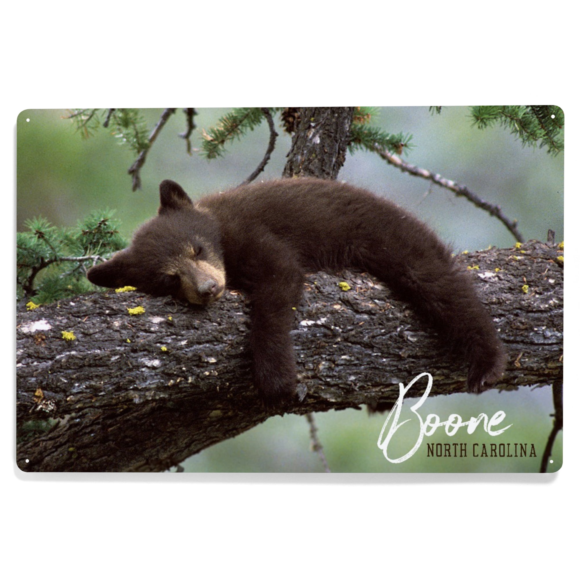 Boone, North Carolina, Bear Cub Sleeping (12x18 Aluminum Art, Indoor ...