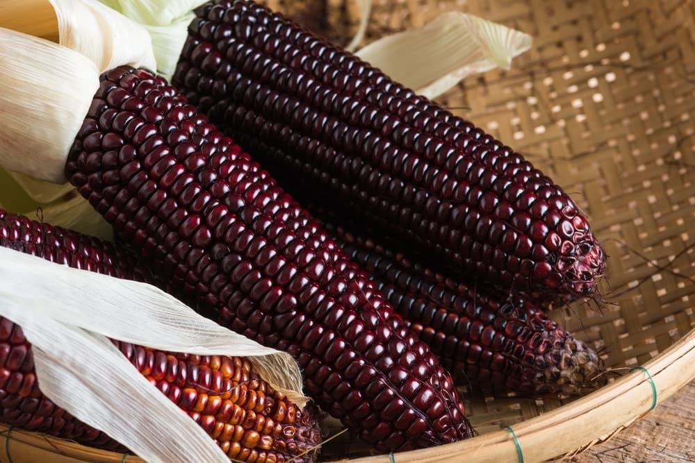 CZ Grain Bootlegger 50 Purple Corn Plant Seeds, Exotic Purple Color ...