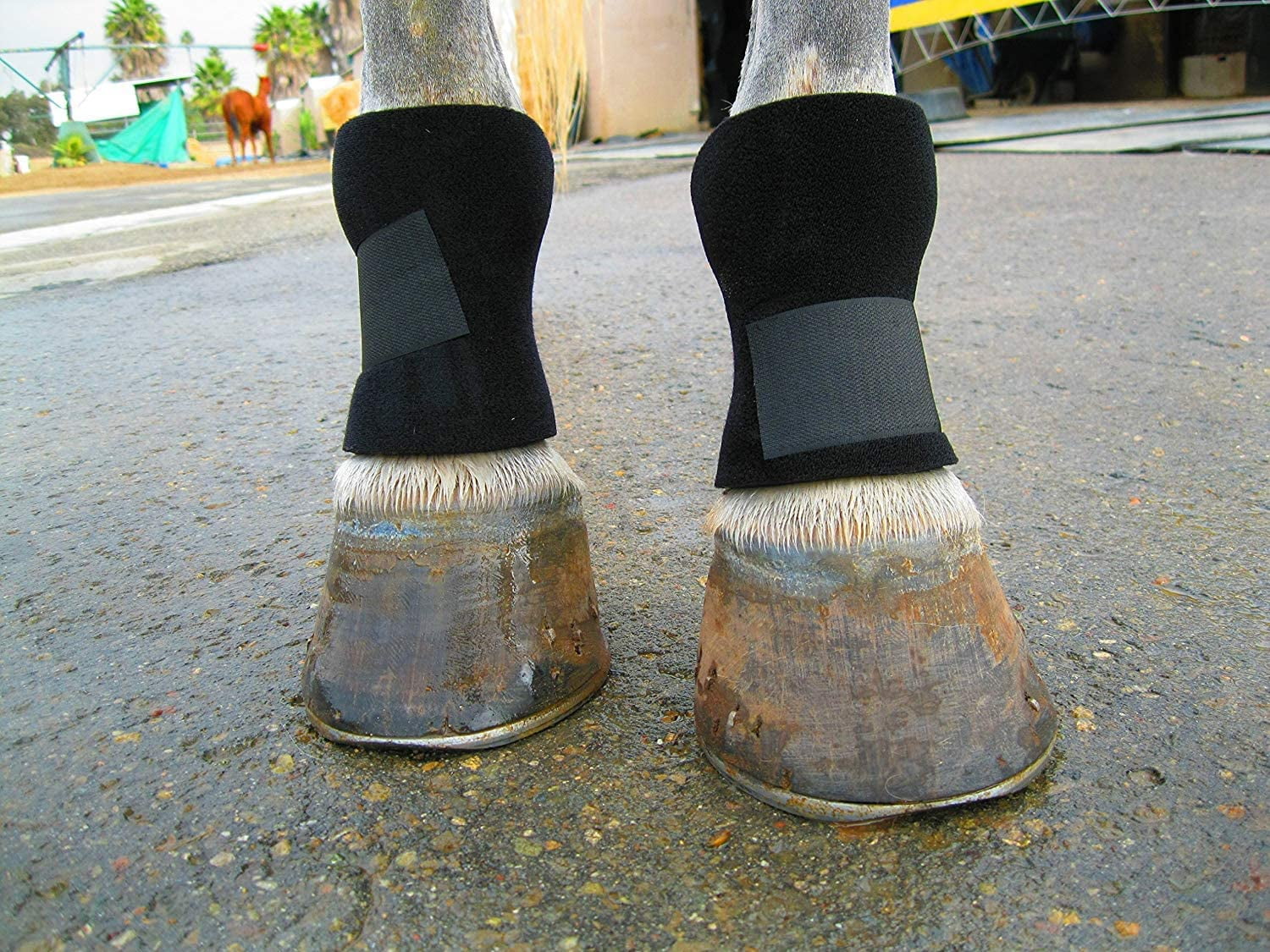 Boots for Horses Protect Sores, Heal Faster, Veterinarian Approved, Solution for Pressure Sores ...
