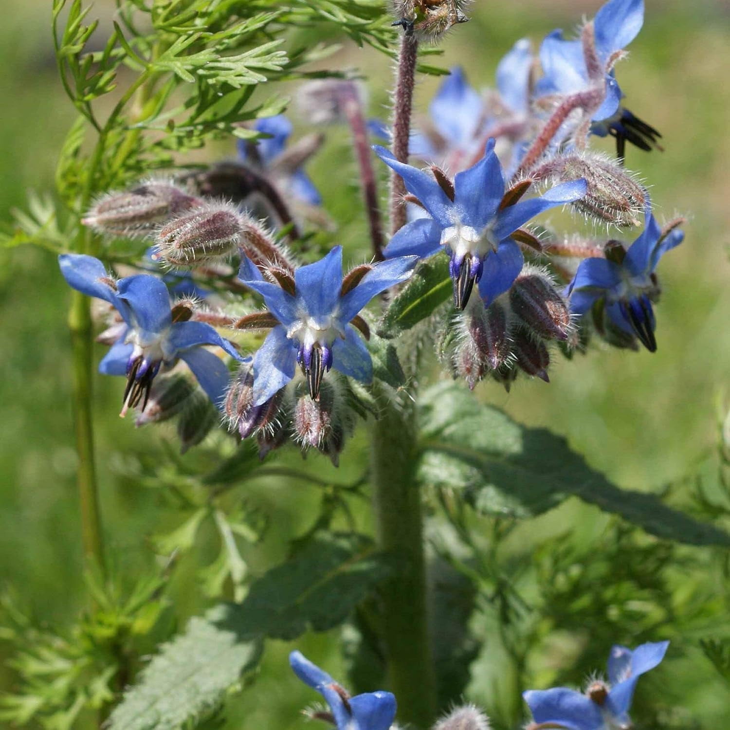 Borage, Blue Borage Officinalis - Non-GMO 100 Seeds Edible Flower ...