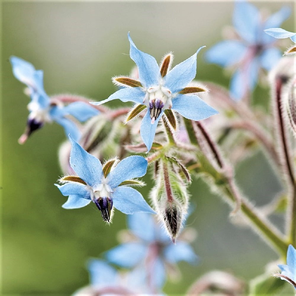 Borage Herb Seeds - 200 Count Seed Pack - Non-GMO - an Open-pollinated herb Variety That ...