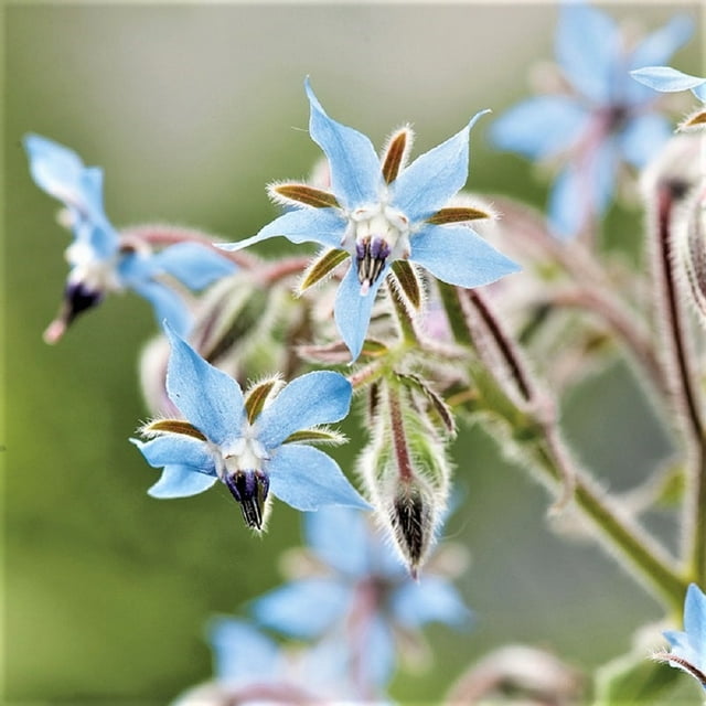 Borage Herb Seeds - 200 Count Seed Pack - Non-GMO - an Open-pollinated ...