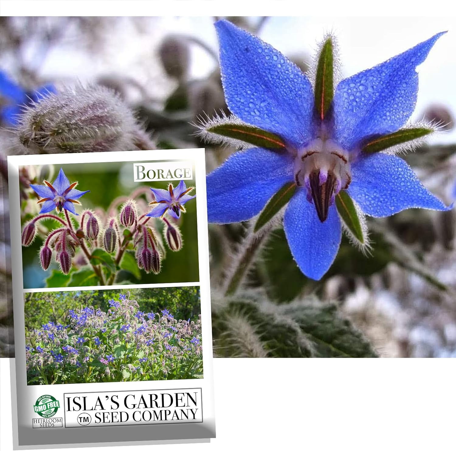 Borage Herbal Flower Seeds for Planting, 125+ Seeds Per Packet, Non-GMO ...