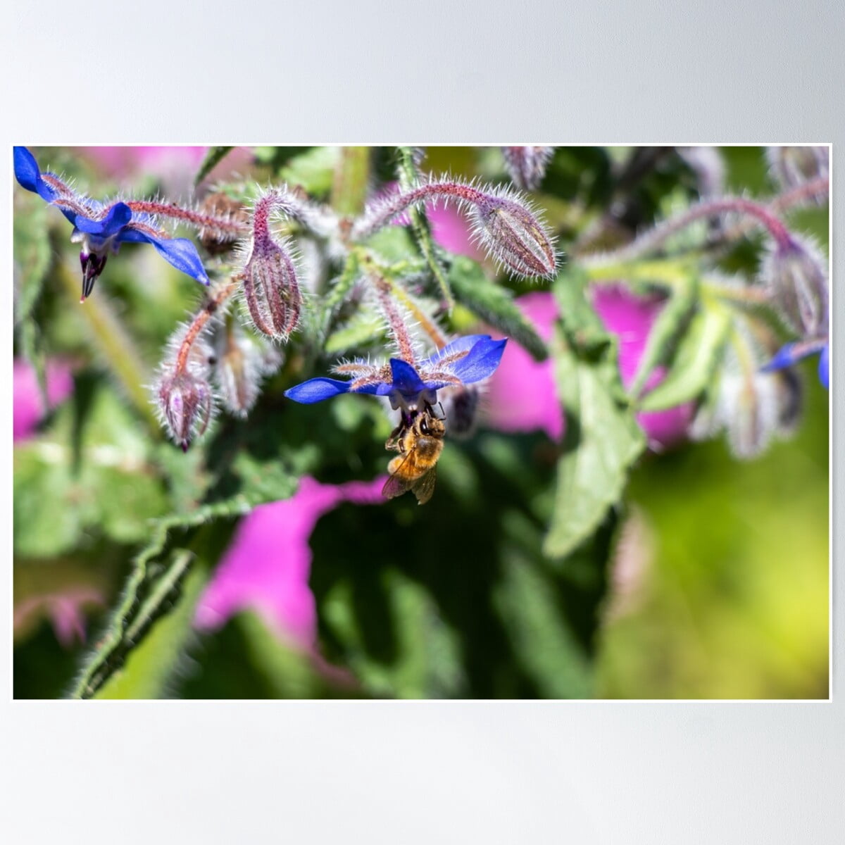 Borage Hugging Bee Poster Wall Art, Modern Wall Decor For Living Room ...