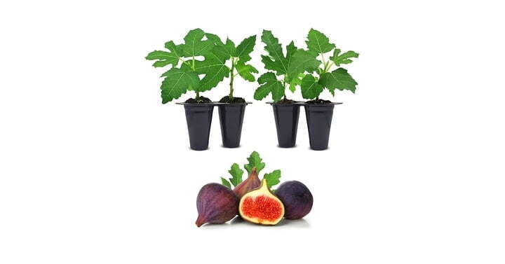 Bordeaux Fig Tree – Sweet, Dark-Purple Fruit Tree - Walmart.com