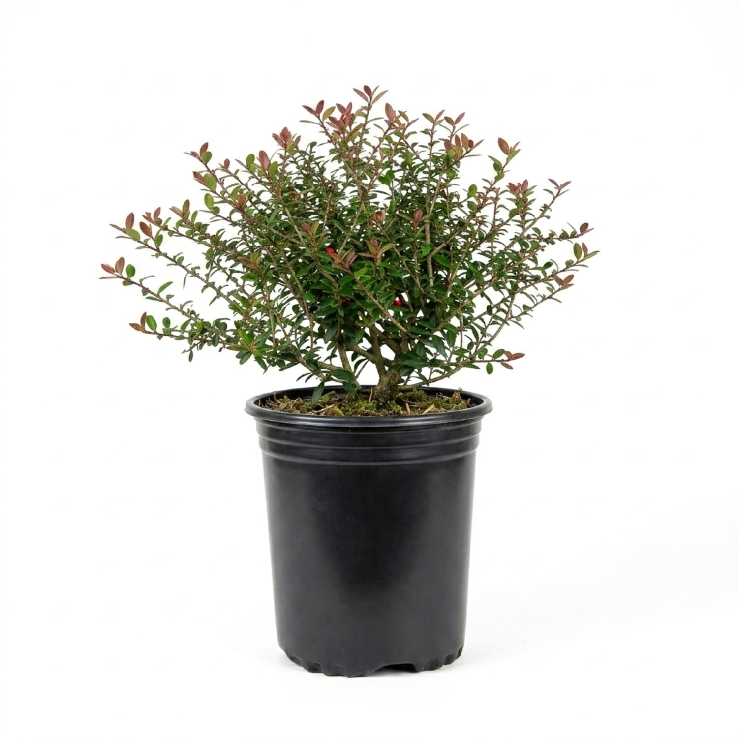 Expert Gardener Bordeaux Yaupon Holly (2.5 Quart) Compact Evergreen ...