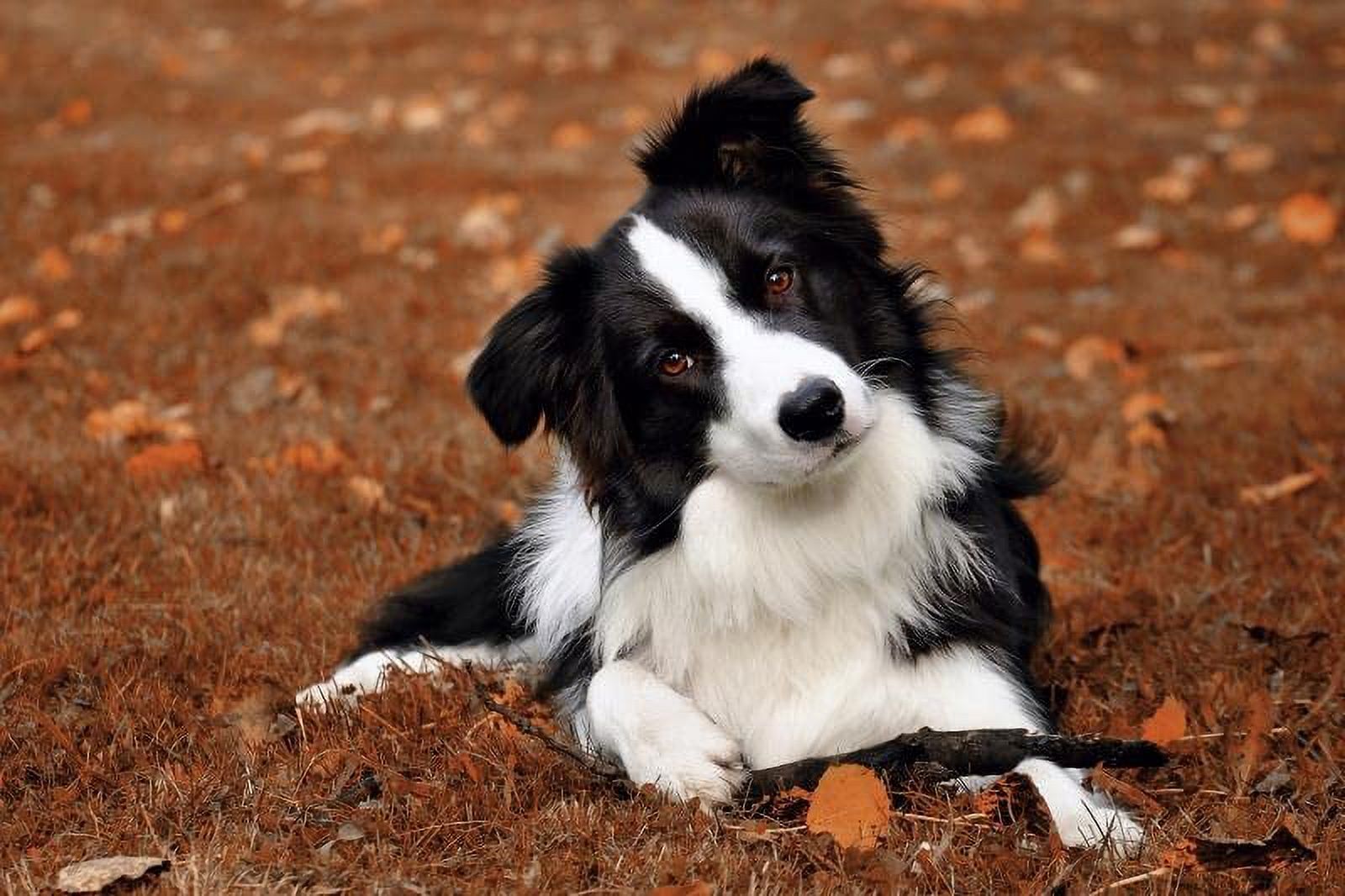 Border Collie 500 Piece YPF5 Wooden Jigsaw Puzzle Brain Teaser for ...