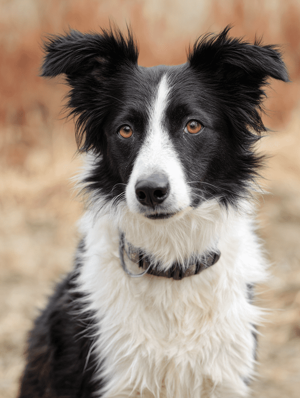 Border Collie Dog Portrait Canvas Print Wall Art for Living Room ...