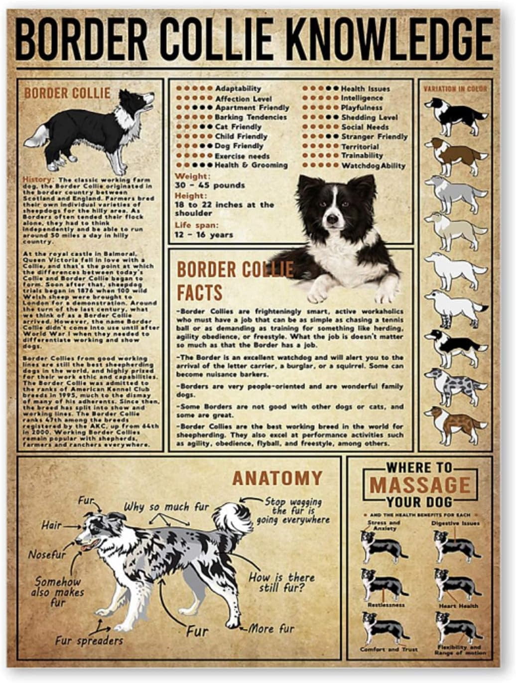 Border Collie Knowledge Posters Science Guide Metal Signs Retro Plaque ...