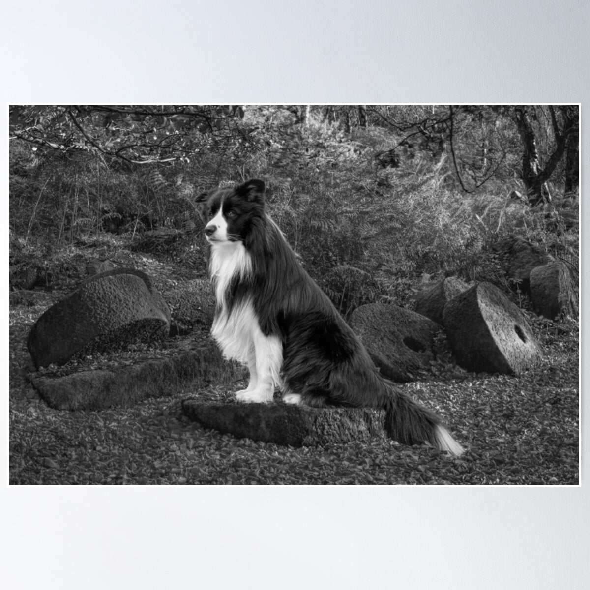 Border Collie Poster, 16x24 UNFRAMED - Walmart.com