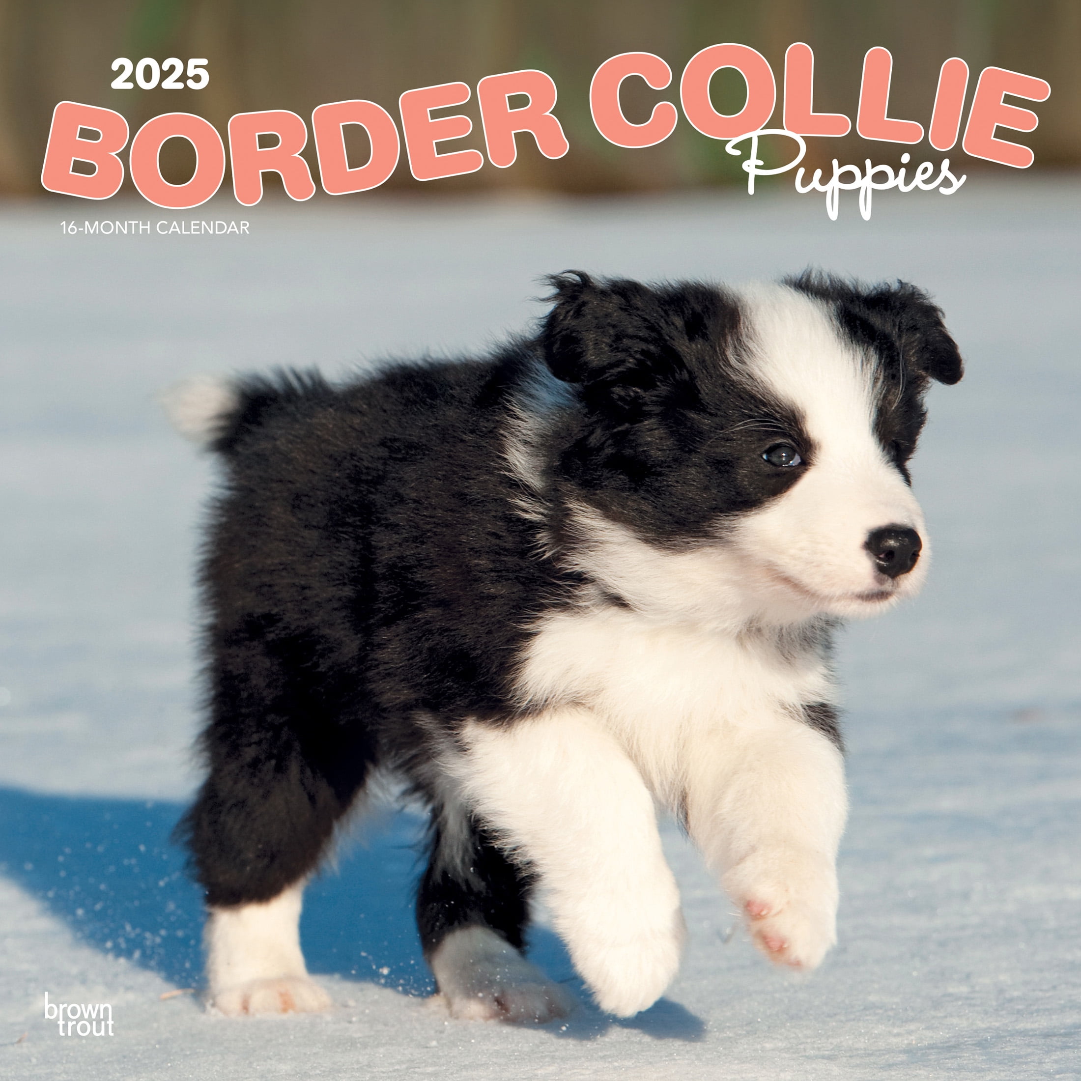 Border Collie Puppies | 2025 12x24" (Hanging) Square Wall Calendar ...