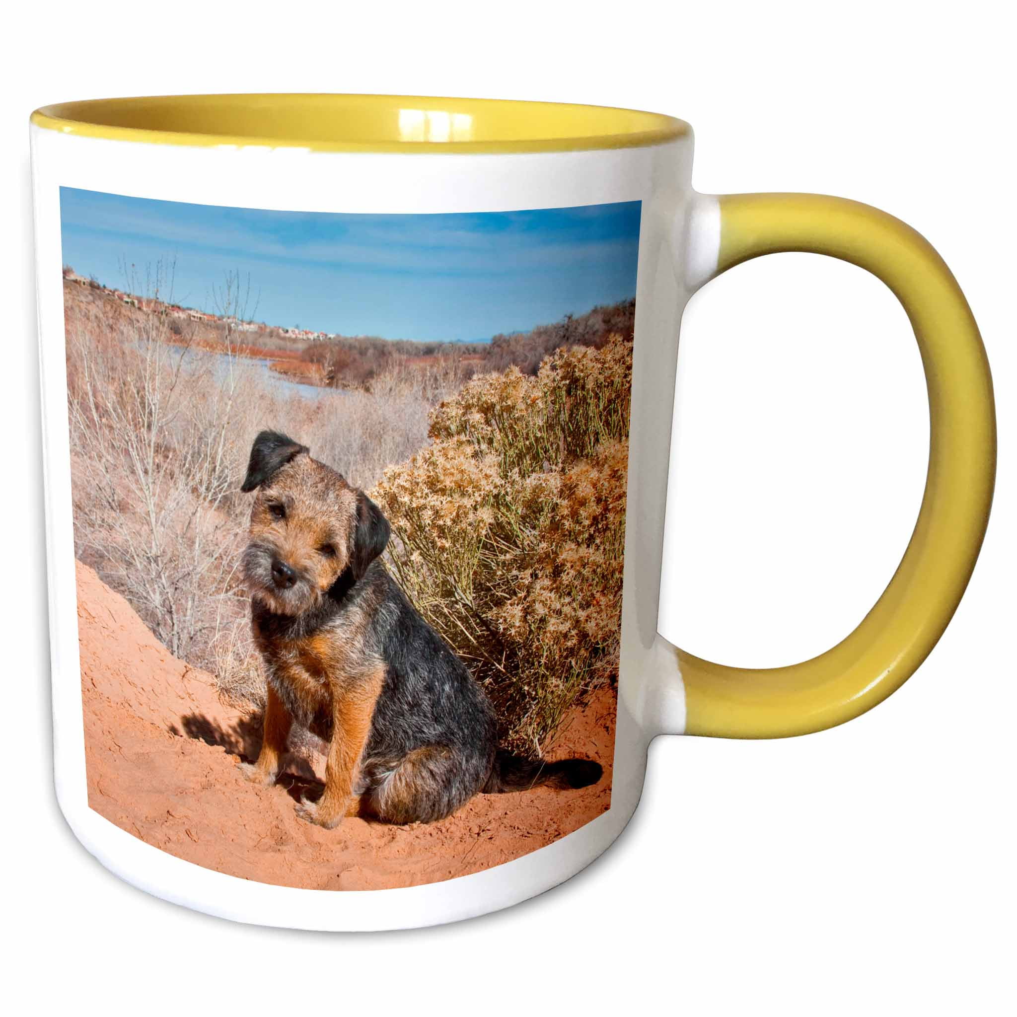 3drose, Border Terrier Dog, New Mexico - Us32 Zmu0024 - Zandria Muench ...