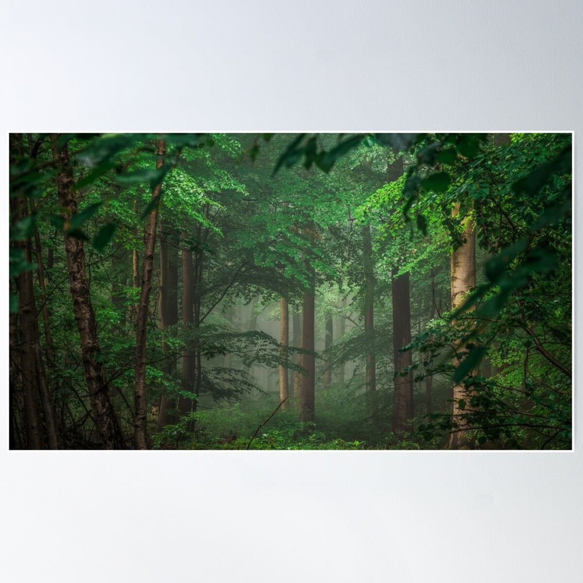 Boreal forest with trees and leaves and foggy rainy weather landscape ...