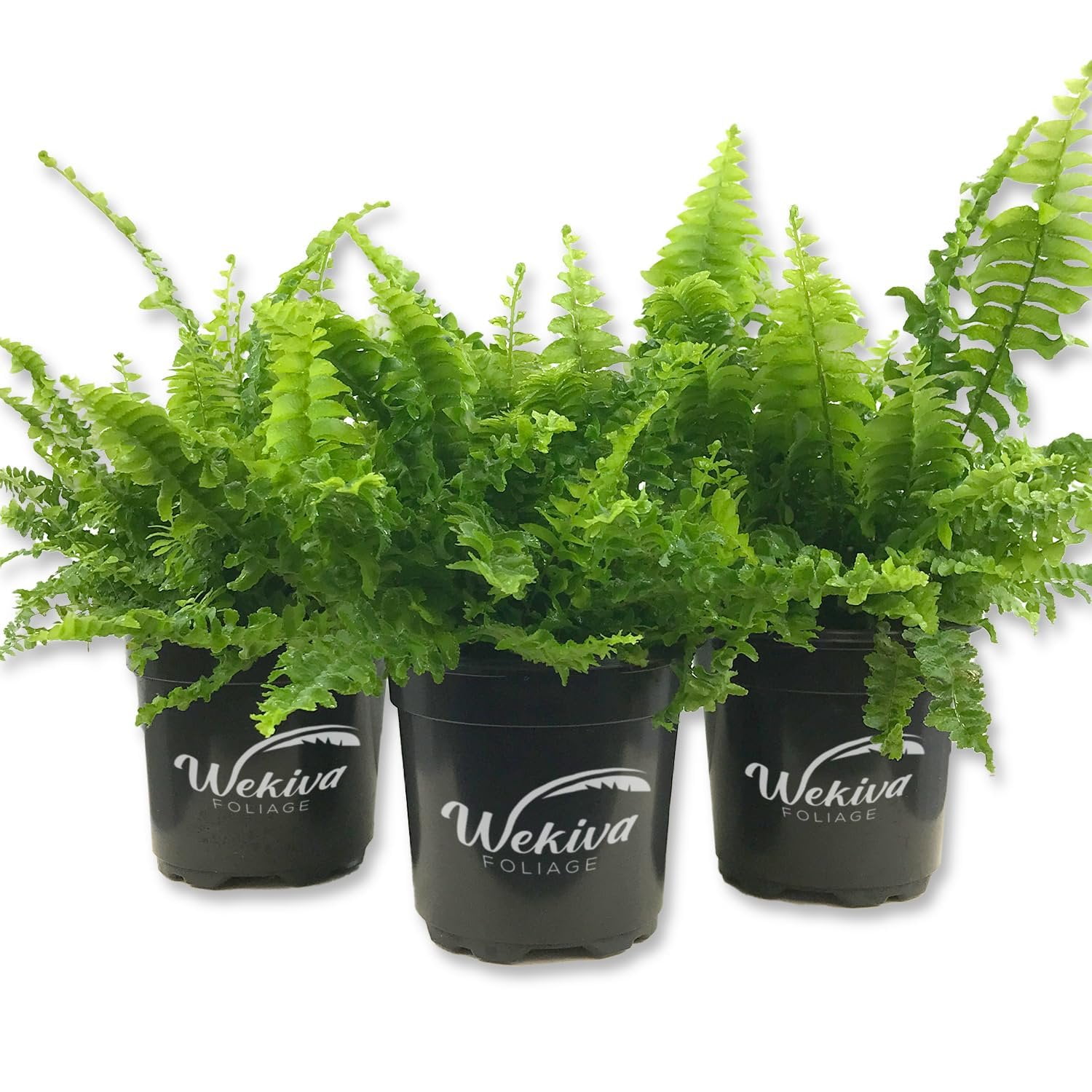 Boston Compacta Fern - 3 Live Plants in 4 Inch Pots - Nephrolepis ...