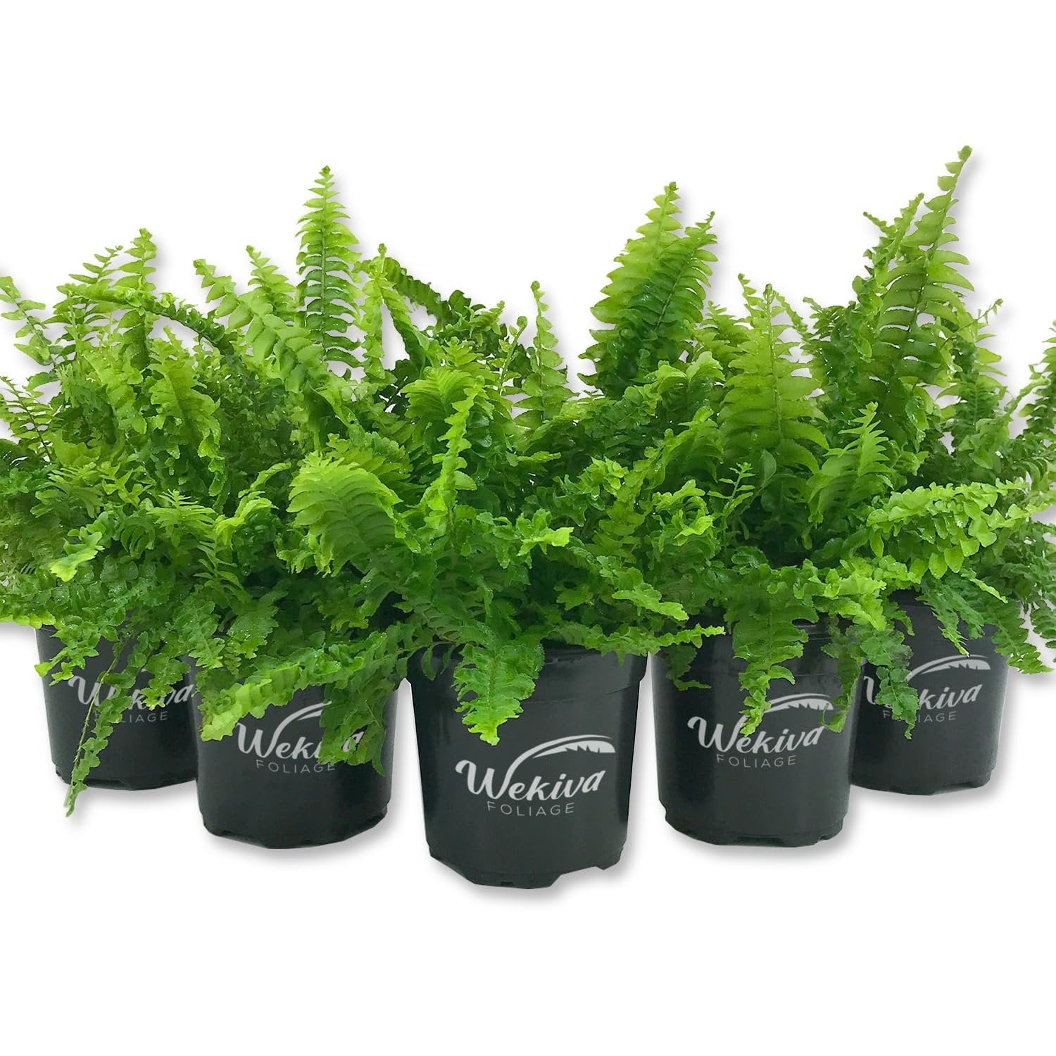 Boston Compacta Fern - 5 Live Plants in 4 Inch Pots - Nephrolepis ...