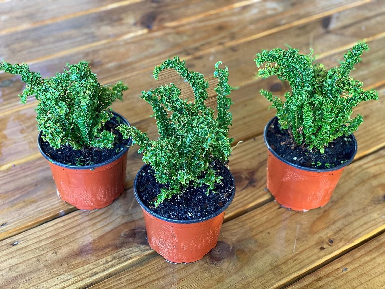 Boston Fern Assortment - 3 Live Plants in 6 Inch Pots - Grower's Choice ...