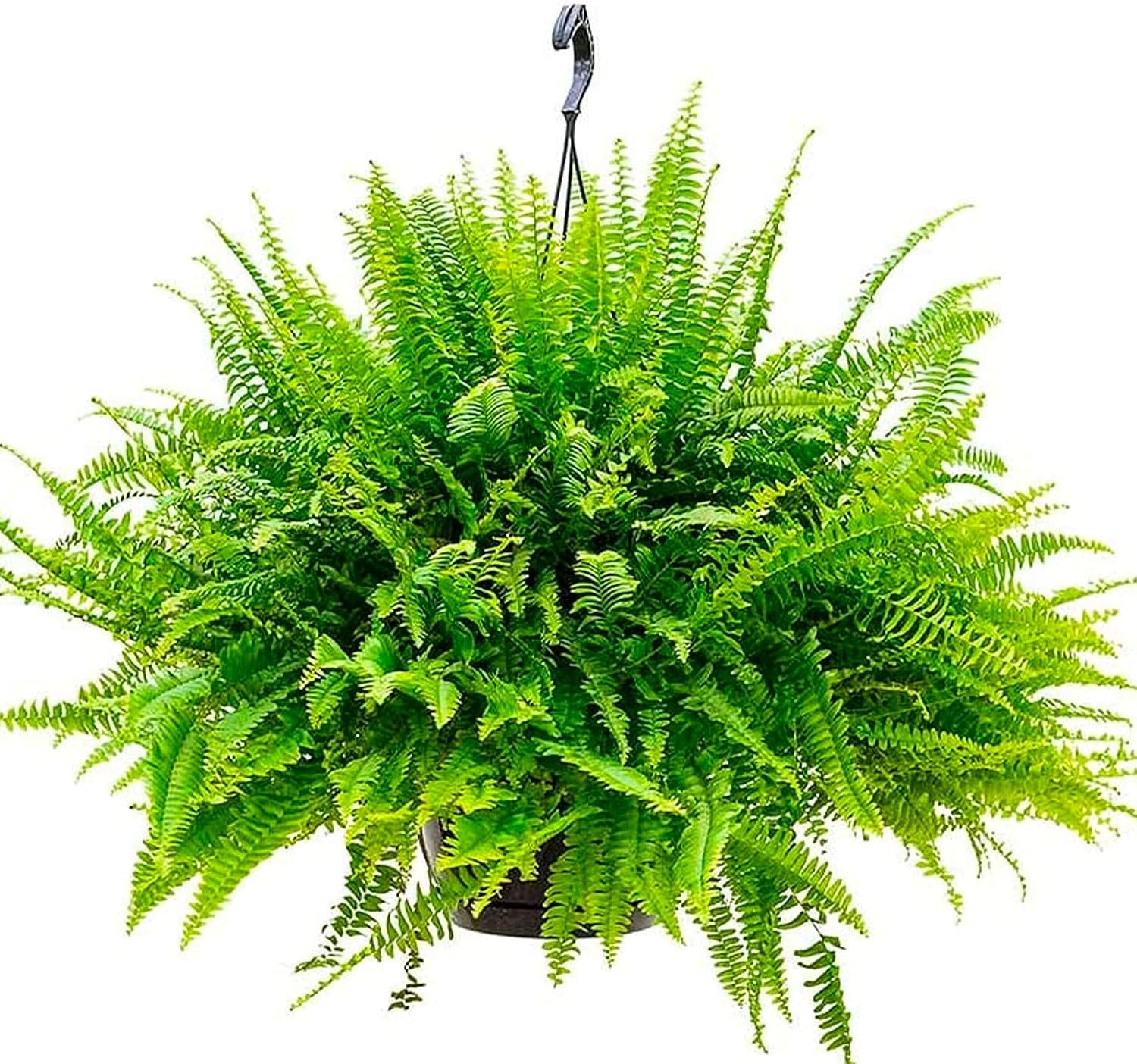 Boston Fern Hanging Basket - Live Plant in an 10 Inch Pot - Nephrolepis ...