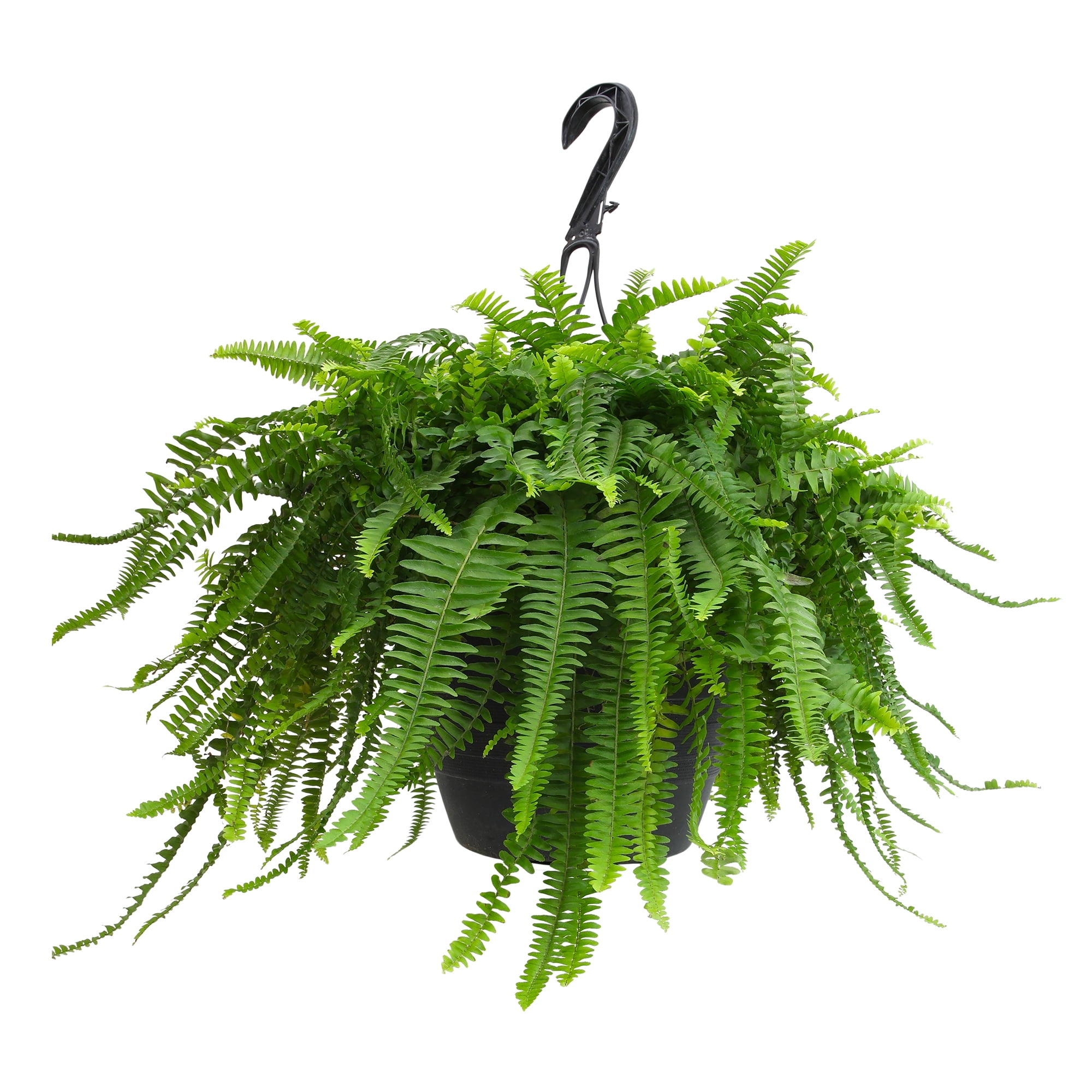 Boston Fern Houseplant & Outdoor Plant | 10in Hanging Basket; Partial ...