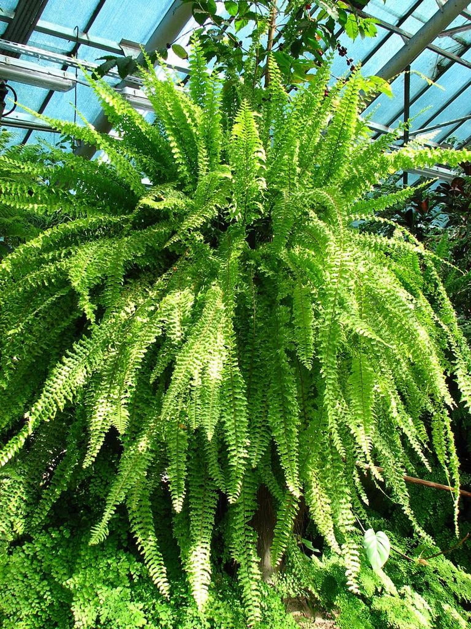 RedCrocus Boston Fern Fern - Indoor & Outdoor Green Plant, Lush ...