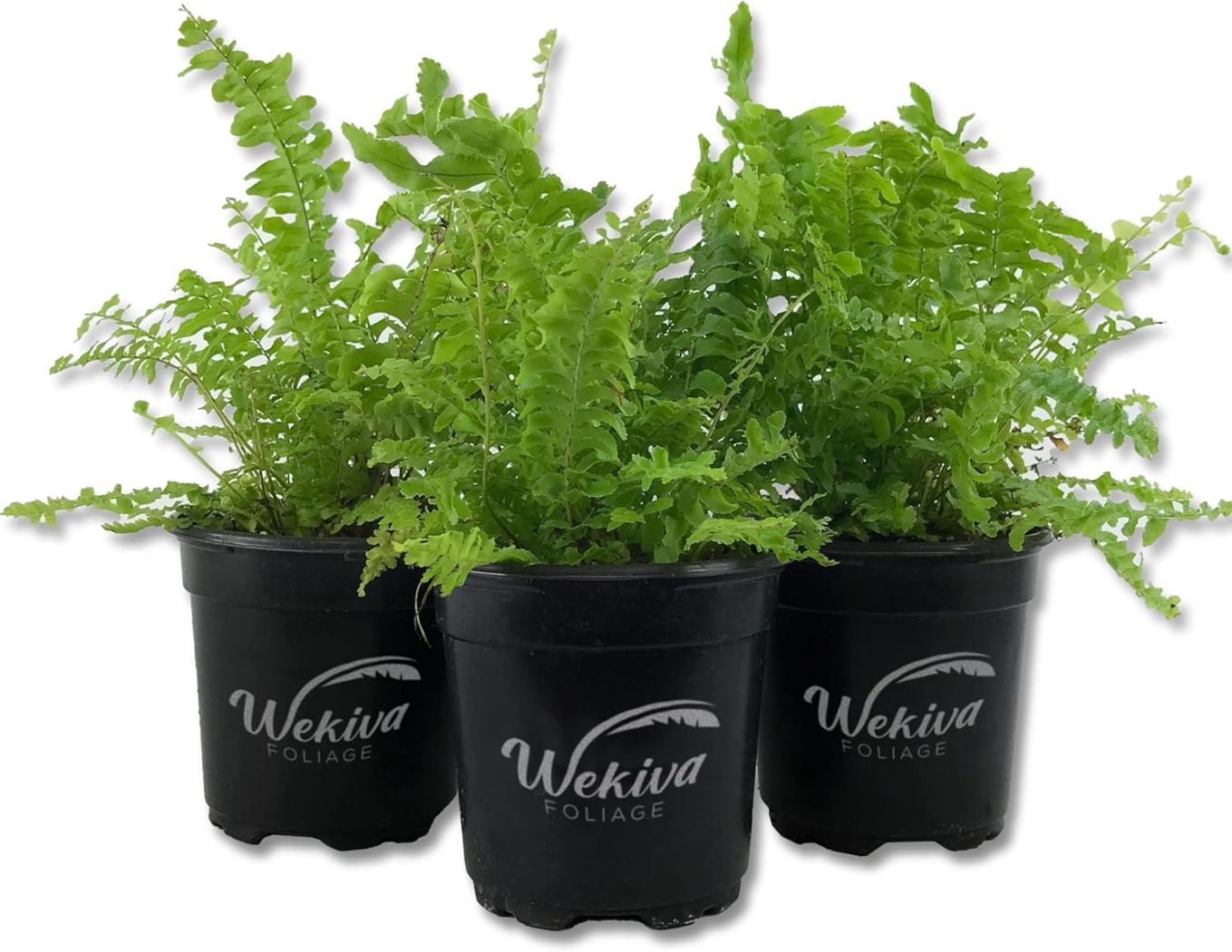 Boston Fern Plant - 3 Live Plants in 4 Inch Pots - Nephrolepis Exaltata ...