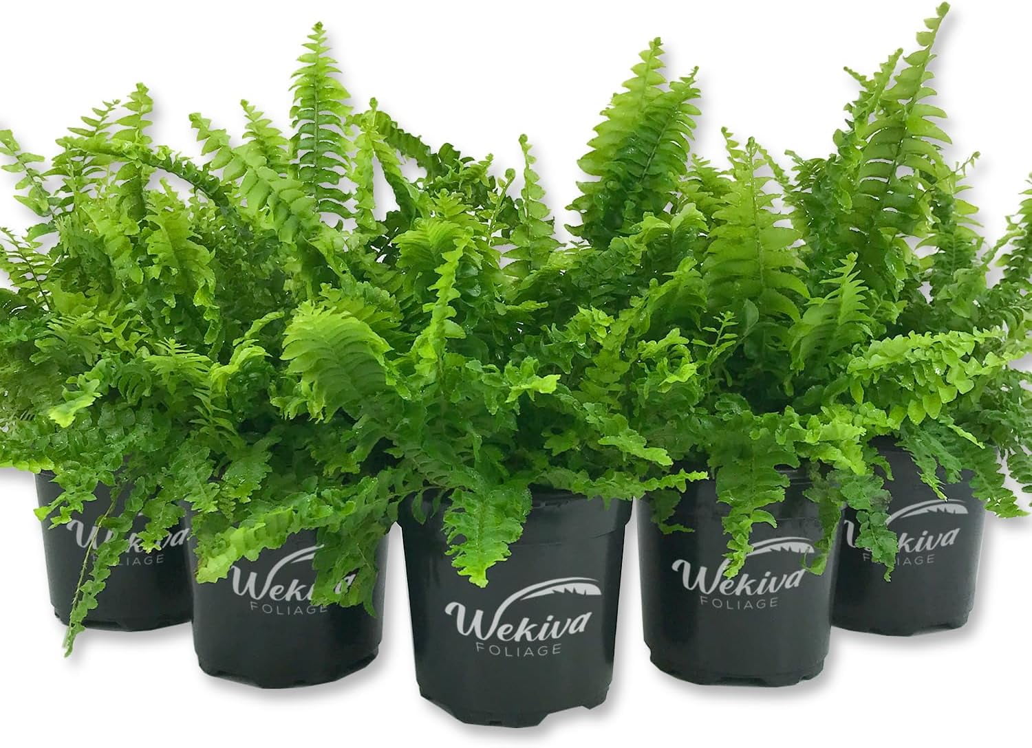 Boston Fern Plant - 5 Live Plants in 4 Inch Pots - Nephrolepis Exaltata ...