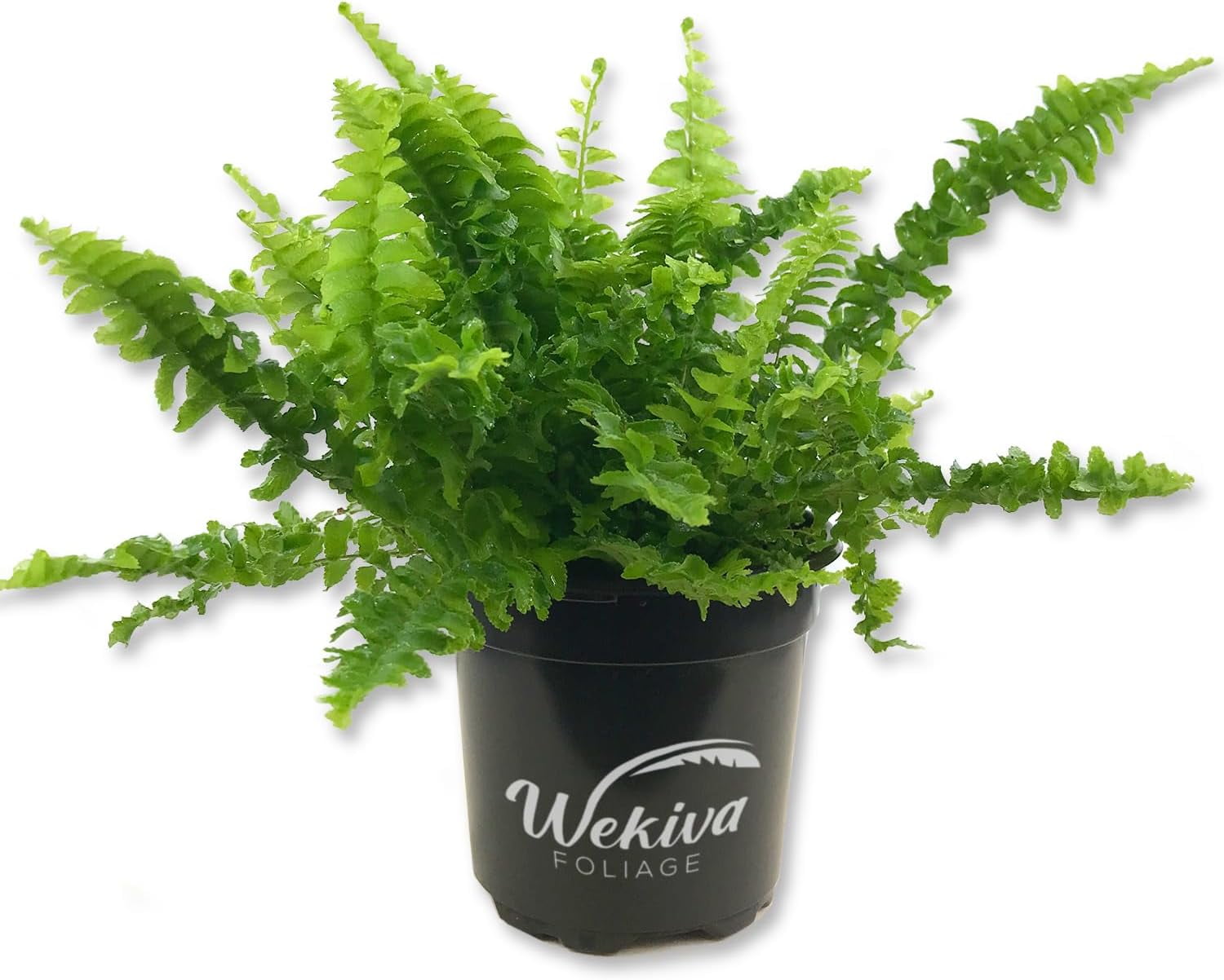 Boston Fern Plant - Live Plant in a 4 Inch Pot - Nephrolepis Exaltata ...