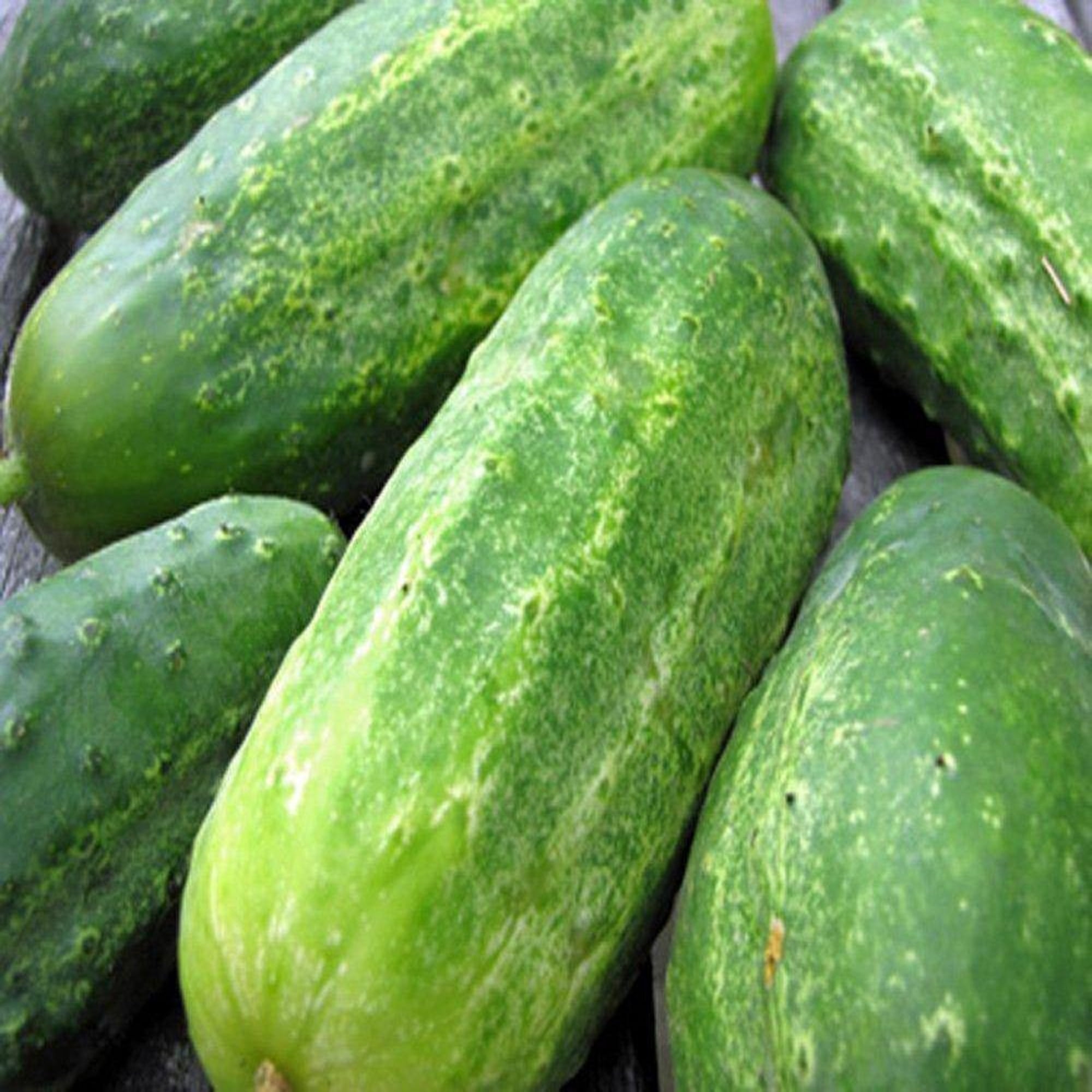 Boston Pickling Cucumber Seeds - 500 Count Seed Pack - Boston Pickling ...
