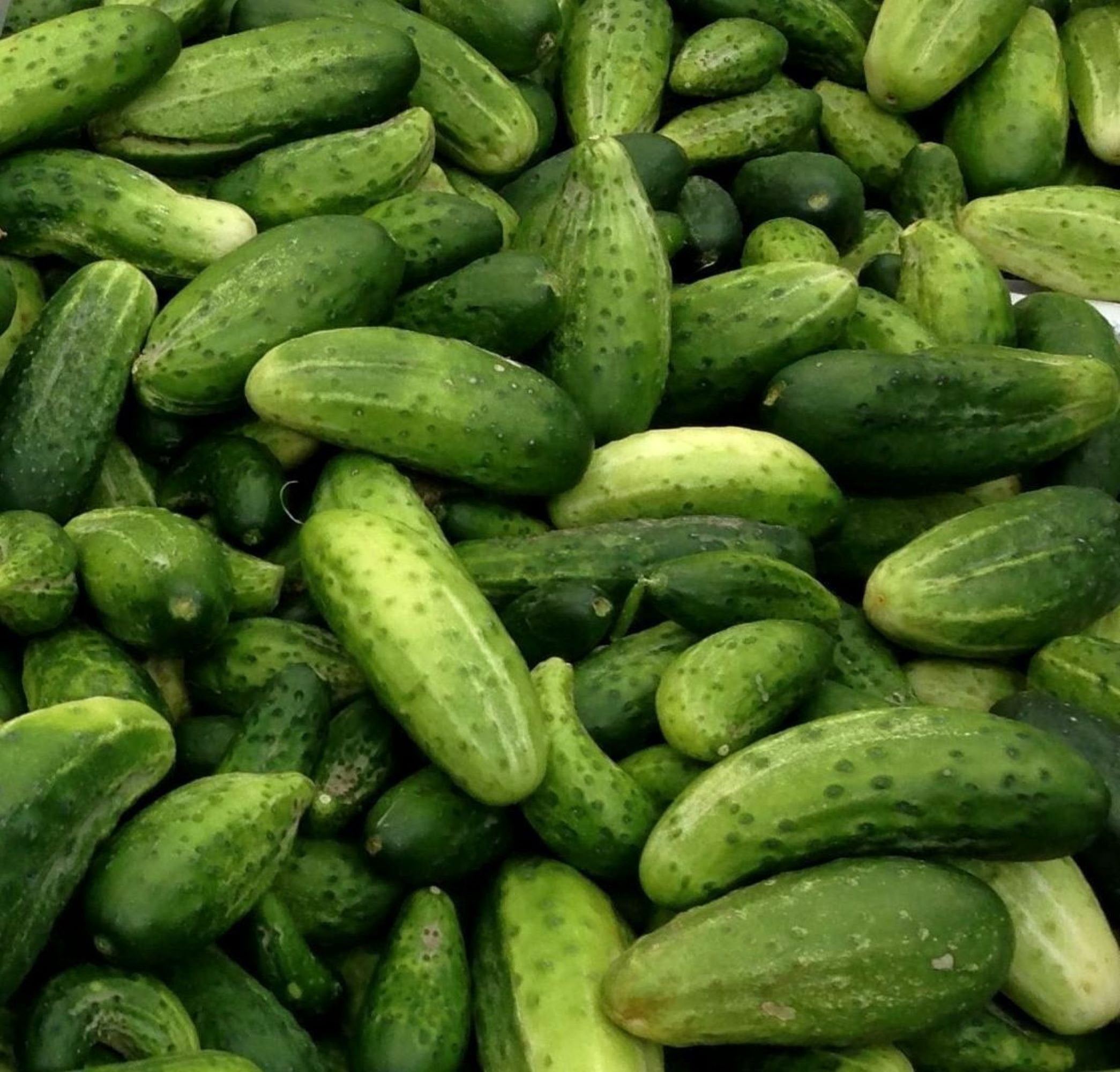 Boston Pickling Cucumber Seeds/ Annual/ Full Sun/ 3800 Seeds 1/4 LB ...