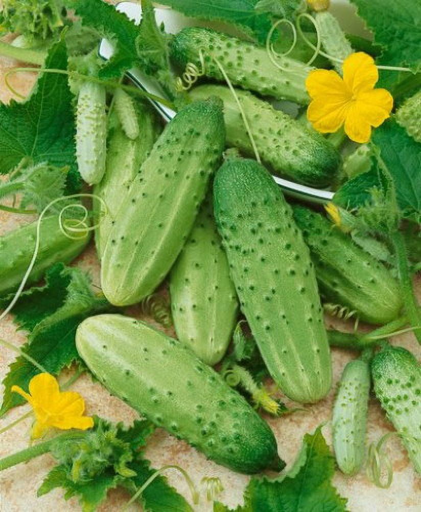 Boston Pickling Cucumber seeds - 150 Seeds - Walmart.com