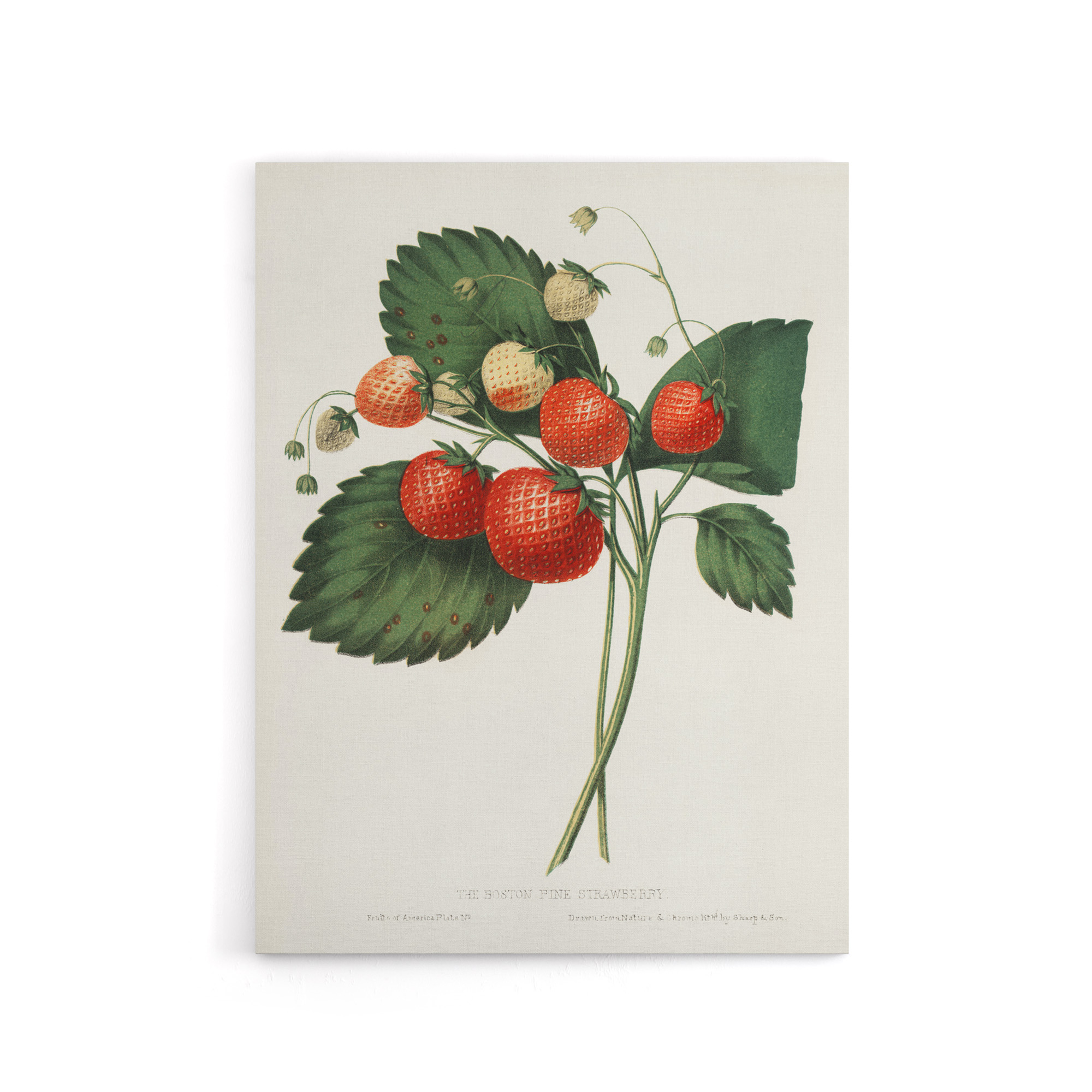 Boston Pine Strawberry Plant Hovey Vintage Canvas Wall Art 18X24 ...
