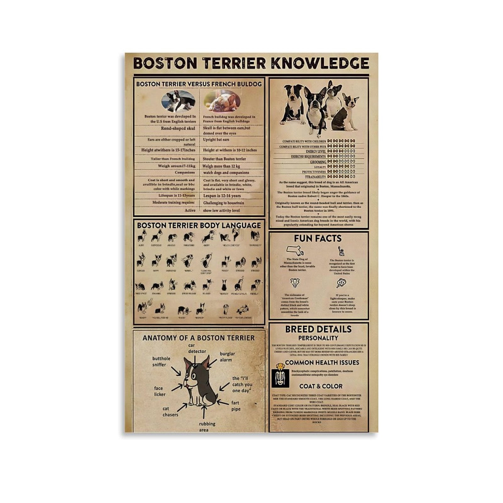 Boston Terrier Infographic Aluminum Posters Painting Vintage Poster ...