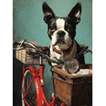 Boston Terrier Riding Bicycle Canvas Print Wall Art for Living Room ...