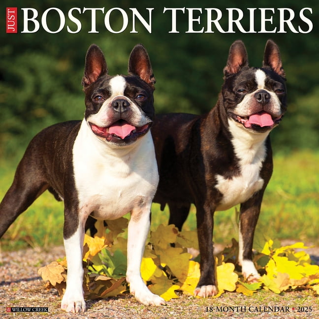 Just Boston Terriers 2025 12 X 12 Wall Calendar, (Paperback) - Walmart.com